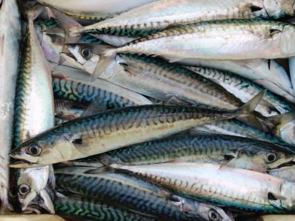 Mackerel: Nutritional Health Benefits, Risks And Recipes - Boldsky.com