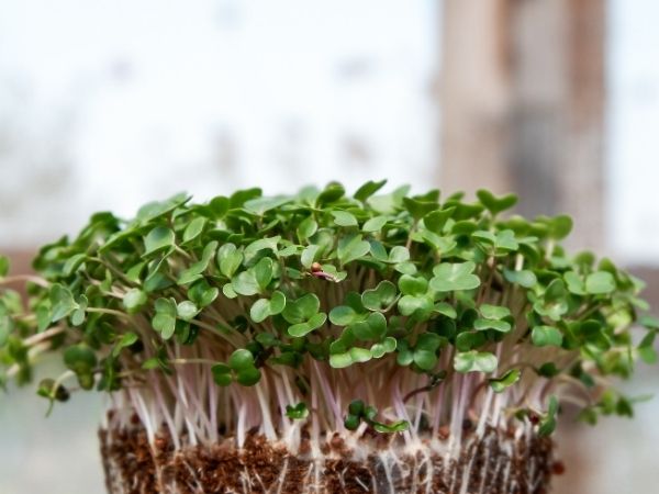 Microgreens: Nutrition, Health Benefits, Types And How To Eat - Boldsky.com