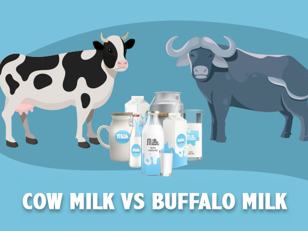 Cow Milk Vs Buffalo Milk Which Is Healthier