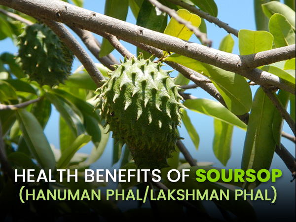 12 Evidence-Based Health Benefits Of Soursop (Hanuman Phal/Lakshman ...