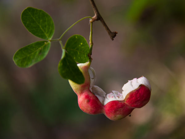 What Are The Health Benefits Of Jungle Jalebi/Madras Thorn? - Boldsky.com