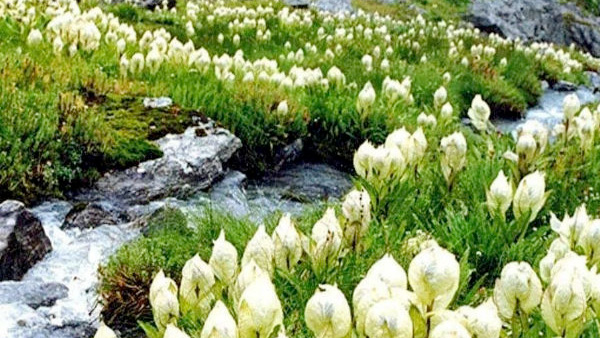 Medicinal Benefits Of Brahma Kamal Flower You Need To Know - Boldsky.com