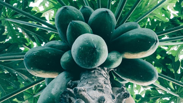 Papaya 101: Everything You Need To Know About The Fruit - Boldsky.com