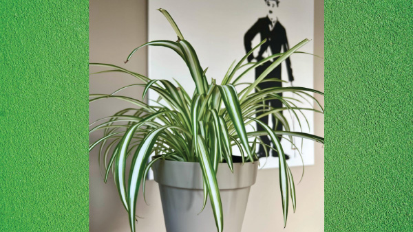 7 Humidity Absorbing Indoor Plants To Beat the Summer Heat - Boldsky.com