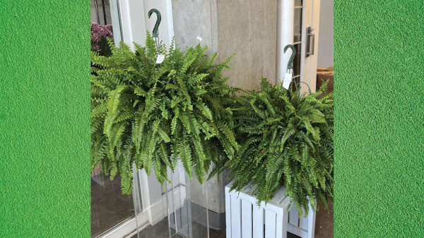 7 Humidity Absorbing Indoor Plants To Beat the Summer Heat - Boldsky.com