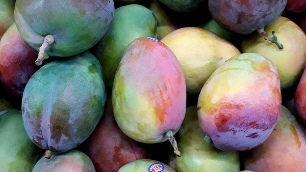 How To Identify Artificially Ripened Mangoes? Types Of Induced Ripening ...