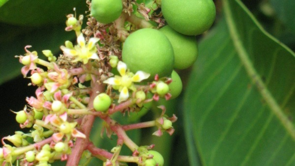 Mango Flowers