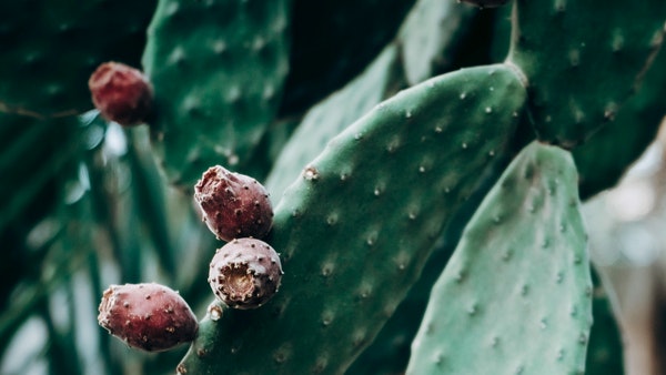 Special Cactus Recipe: How To Prepare Indian Style Cactus Fry - Boldsky.com