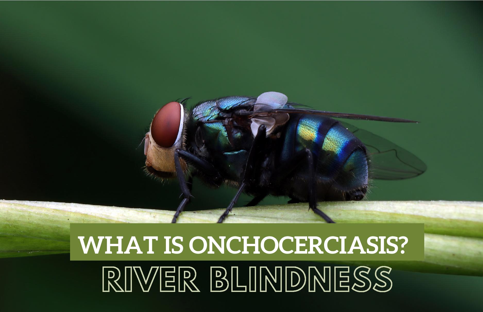 What Is Onchocerciasis, Also Called 'River Blindness'? Symptoms And ...