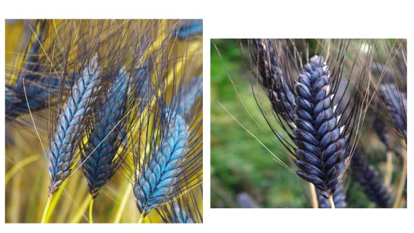 What Is Black Wheat? Read About The Health Benefits Of This Gluten-Free ...