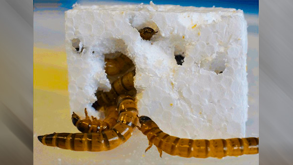 Australian Scientists Discover Superworms That Digest Styrofoam ...