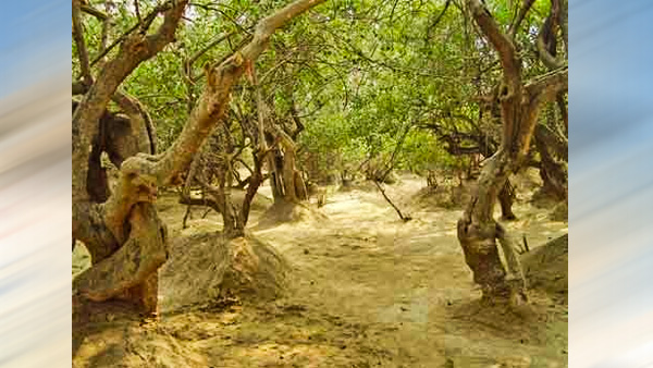 Nidhivan In Vrindavan: What You Need To Know About This Mysterious And ...