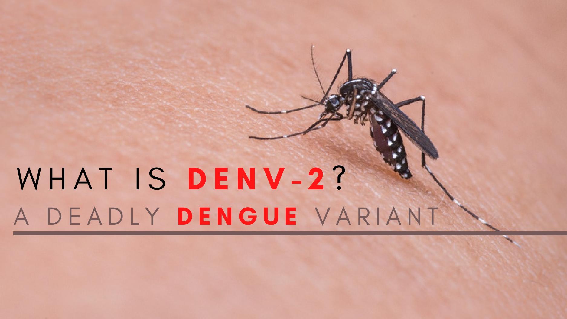 DENV-2, A Deadly Dengue Variant: Symptoms, Risks And Treatment ...