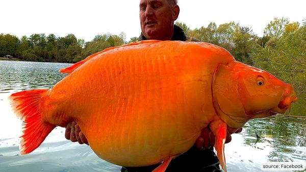 British Man Catches Goldfish World's Largest Goldfish Weighing 30 Kilos ...