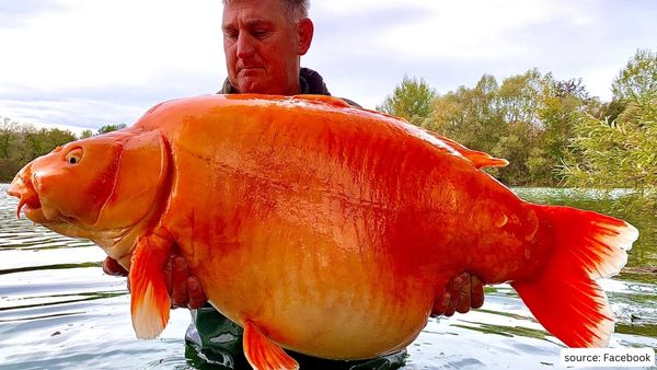 British Man Catches Goldfish World's Largest Goldfish Weighing 30 Kilos ...