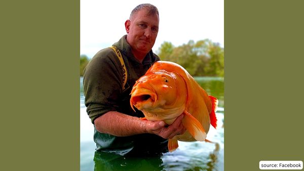 British Man Catches Goldfish World's Largest Goldfish Weighing 30 Kilos ...