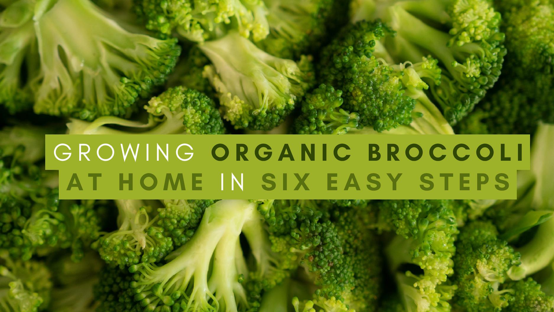 Growing Organic Broccoli At Home In Six Easy Steps - Boldsky.com