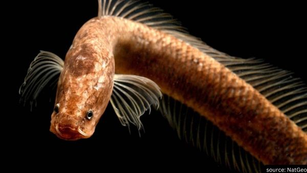 A 100-Million-Year-Old Fish Discovered In Kerala; Pics - Boldsky.com