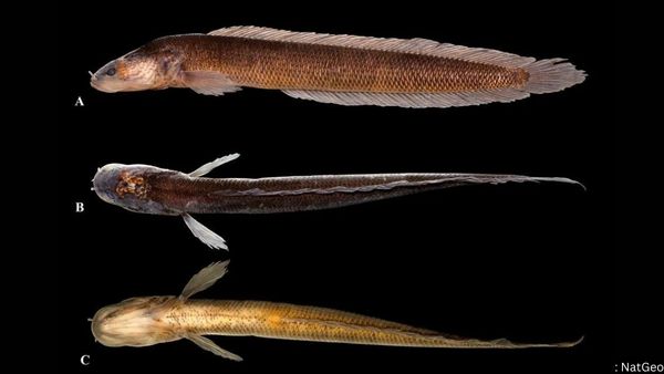 A 100-Million-Year-Old Fish Discovered In Kerala; Pics - Boldsky.com