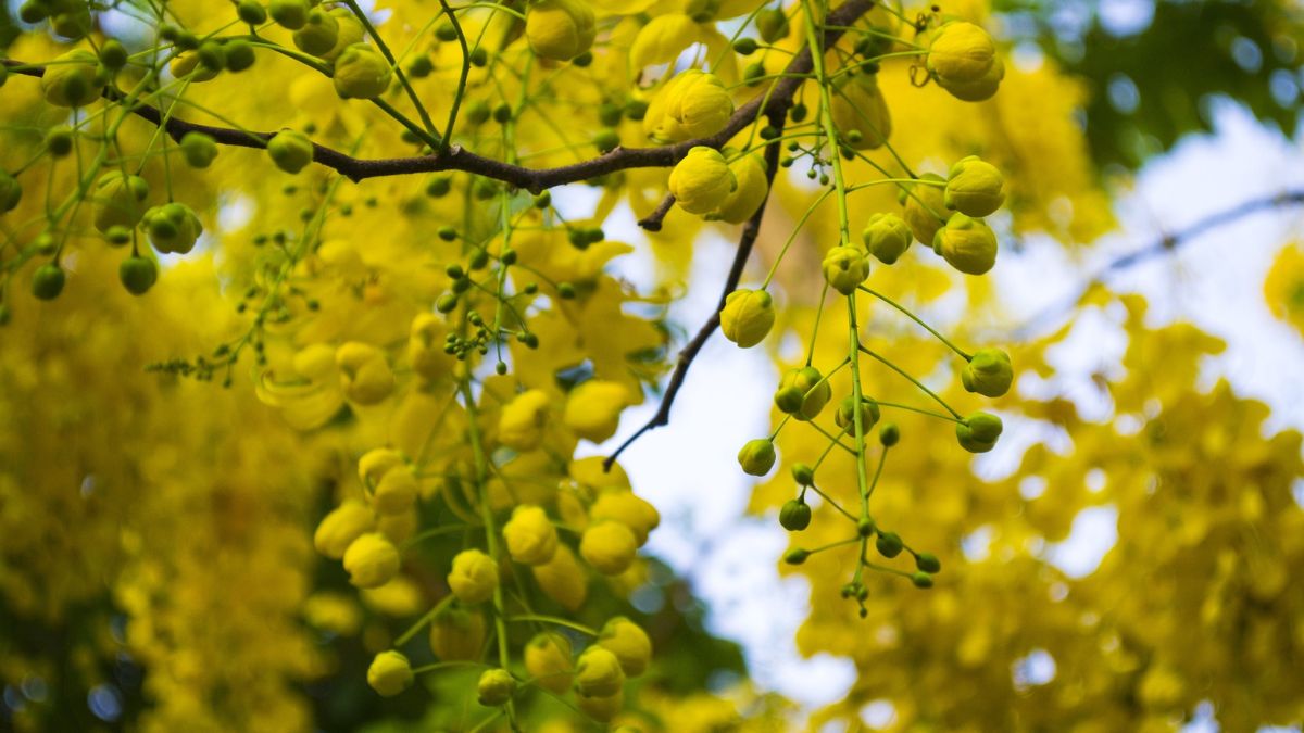 Vishu 2023: Did You Know These Benefits Of Kanikonna (Golden Shower ...