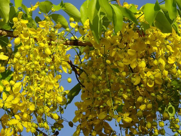 Vishu 2023: Did You Know These Benefits Of Kanikonna (Golden Shower ...