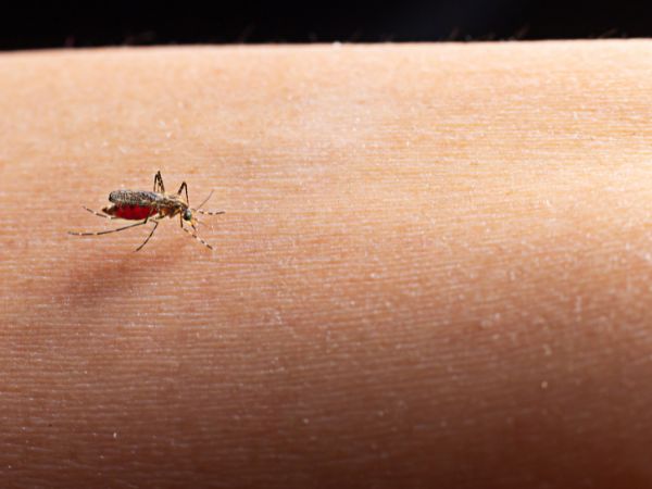 Stages Of Dengue Fever: Symptoms, Prevention & Management - Boldsky.com