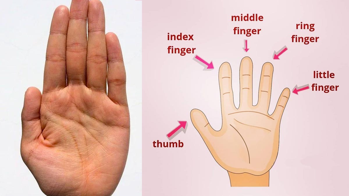 Love Or Arranged Marriage: What Does Palmistry Say? - Boldsky.com