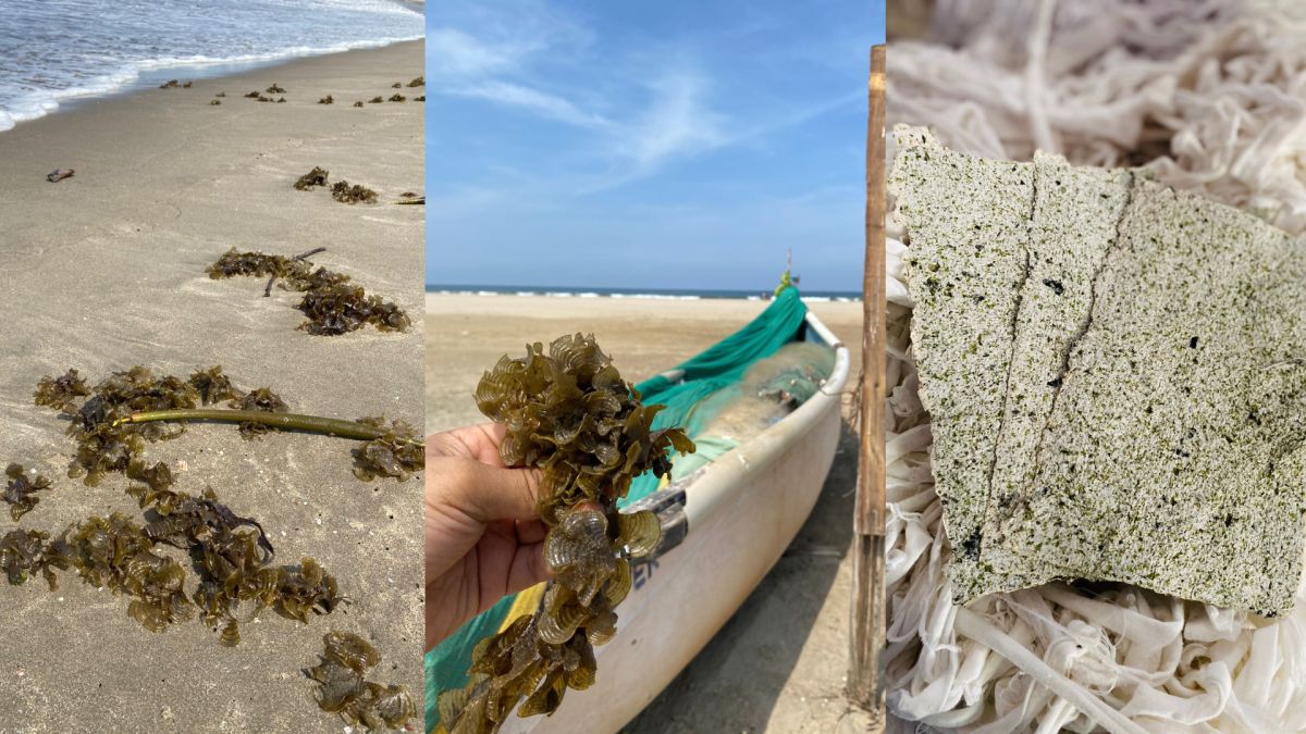 Converting Seaweed Into Paper: This Green Warrior's Holiday In Goa ...