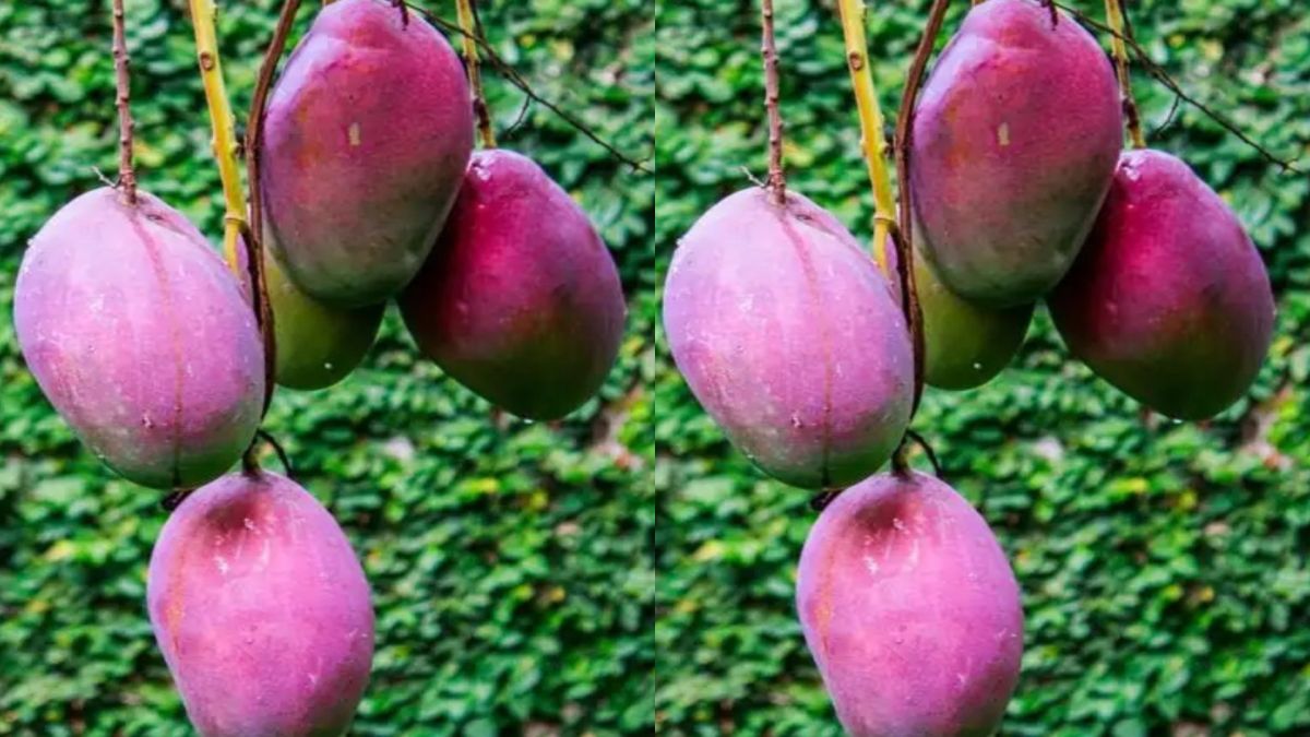 Miyazaki: Guess The Price Of World's Costliest Mango, It Is Mind ...