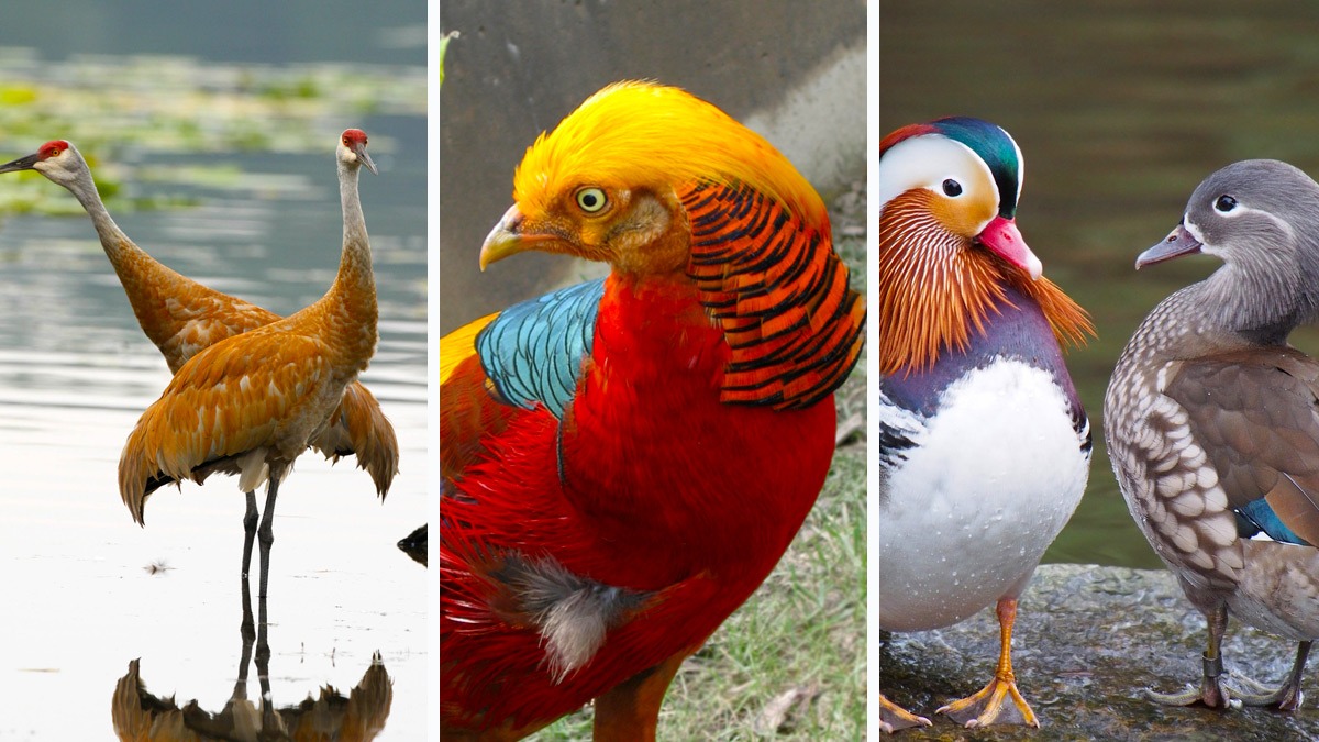 Feng Shui Bird Symbols: How Do They Benefit Us? - Boldsky.com