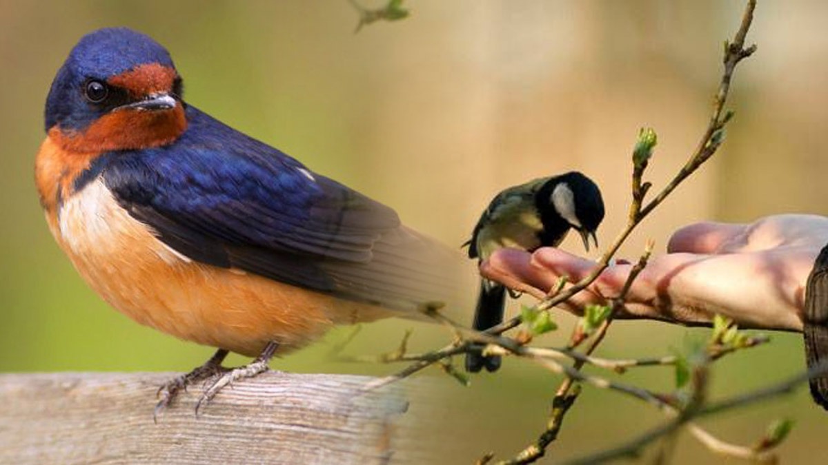 What Happens When This Bird Builds A Nest In Your Home? - Boldsky.com