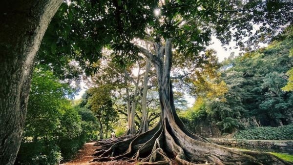 Myths Vs Facts: You Should Not Sleep Under Peepal Tree At Night ...