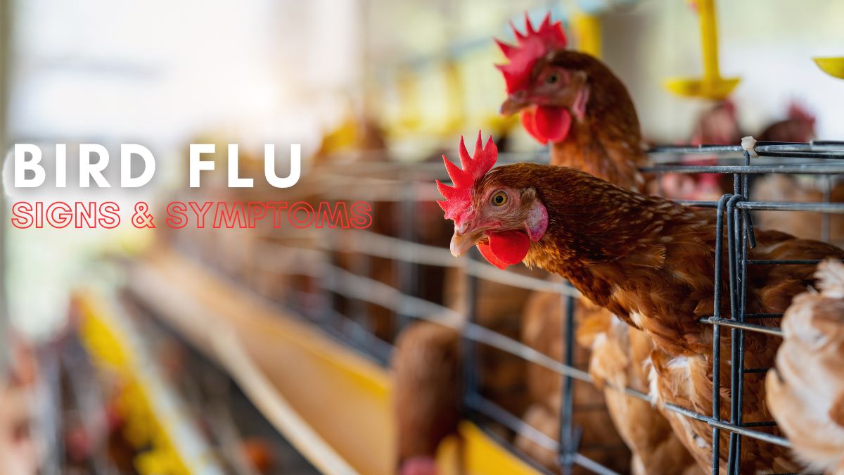 Bird Flu Cases Surge, Increasing Human Infection Risk: Know 10 Signs ...