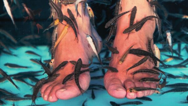 Is Getting Fish Pedicure Safe If You Have A Wound? - Boldsky.com