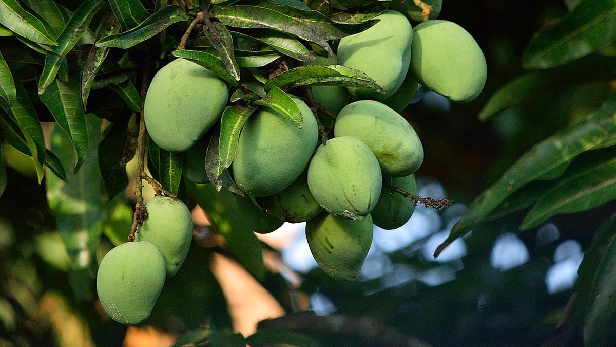 Mango: The King of Fruits and its Health Benefits - Boldsky.com