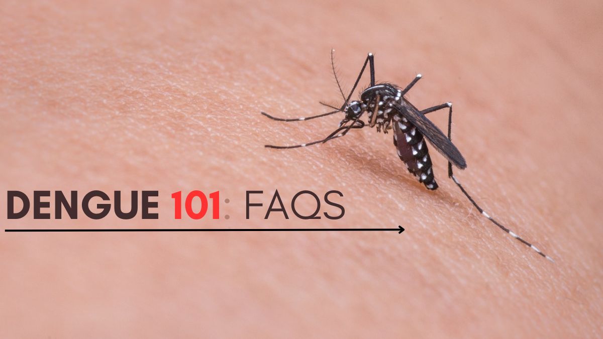 Dengue Fever FAQ: Everything You Need To Know About The Disease - Boldsky.com