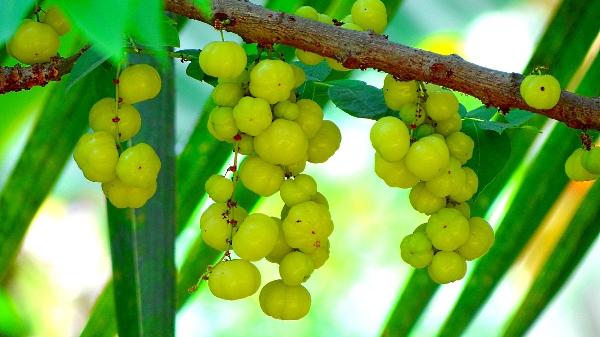 Amazing Dental Benefits of Amla - India's Ayurvedic Superfood ...