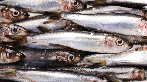 Vitamin D Deficiency: Does Cod Liver Oil Make You Smell Fishy? Tips To ...