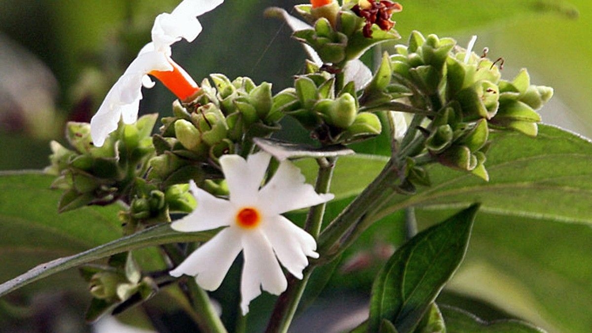 Durga Puja 2023: Health Benefits of Parijat Leaves And Flowers ...