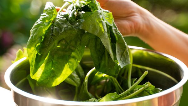 How To Keep Spinach (Palak) Leaves Fresh In Indian Summer, Winter And ...