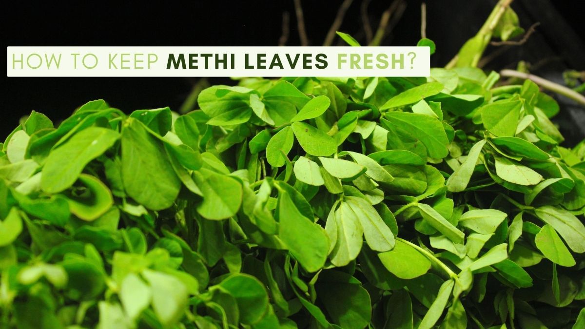 How To Keep Methi Leaves Fresh? Simple Tips To Keep Green Leaves Fresh ...