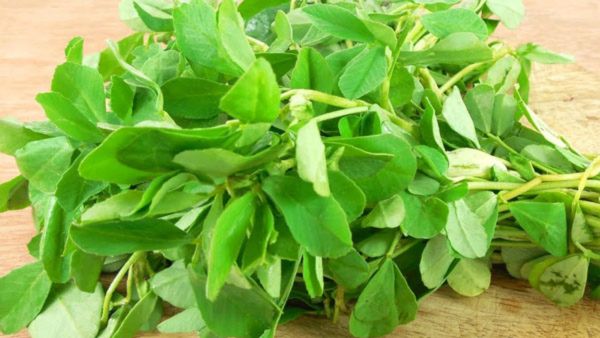 How To Keep Methi Leaves Fresh? Simple Tips To Keep Green Leaves Fresh ...