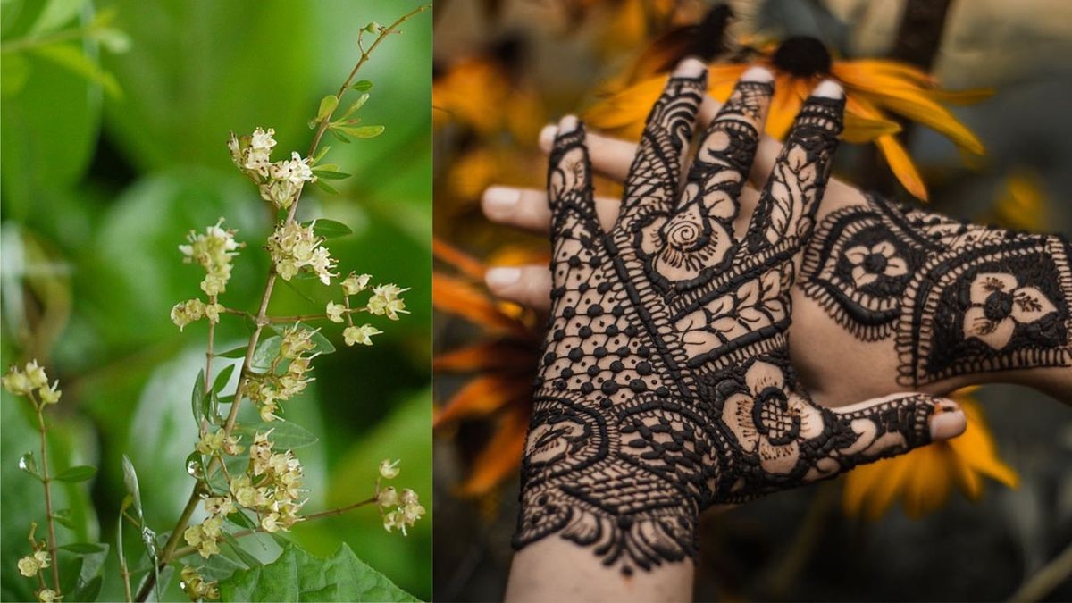 From Seed To Stain: How To Grow Mehendi Plant At Home - Boldsky.com