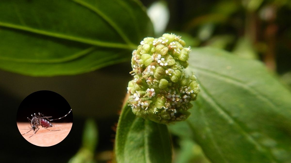 Tawa Tawa For Dengue: Can This Asthma-Curing Plant Leaves Reduce Dengue ...