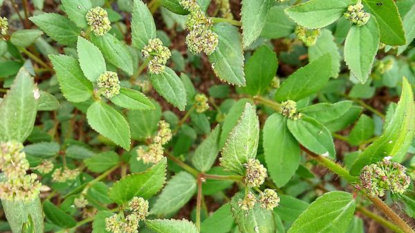 Tawa Tawa For Dengue: Can This Asthma-Curing Plant Leaves Reduce Dengue ...