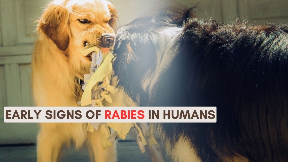 World Rabies Day 2023: Early Signs And Symptoms Of Rabies In Humans ...