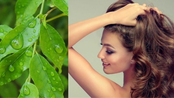 Can Curry Leaves Help Your Hair Grow? Easy Curry Leaf Hair Oil Recipe ...