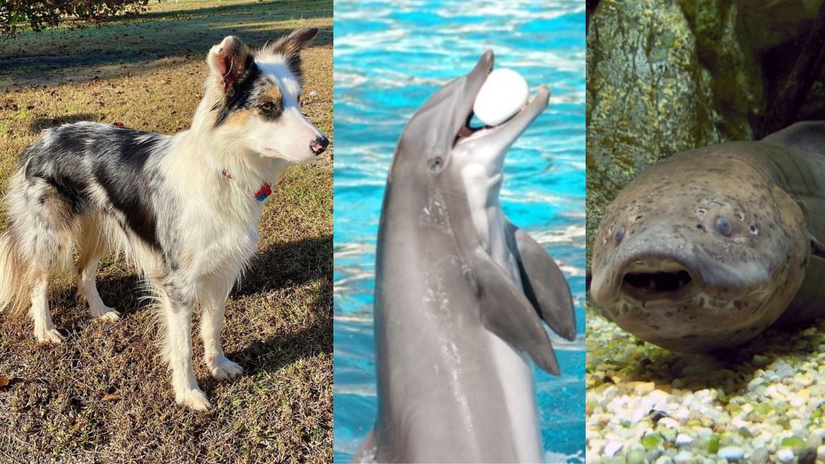 Smartest Animals:These Creatures Will Blow Your Mind With Their ...