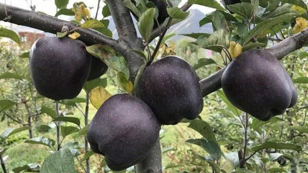 Ever Heard Of Black Diamond Apples? These Luxury Rare Fruit From Tibet ...