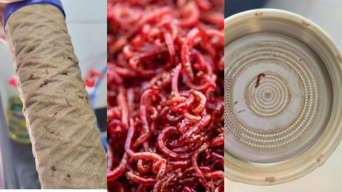 Bloodworm Infestation In Drinking Water, Is It Good Or Bad? Know The ...